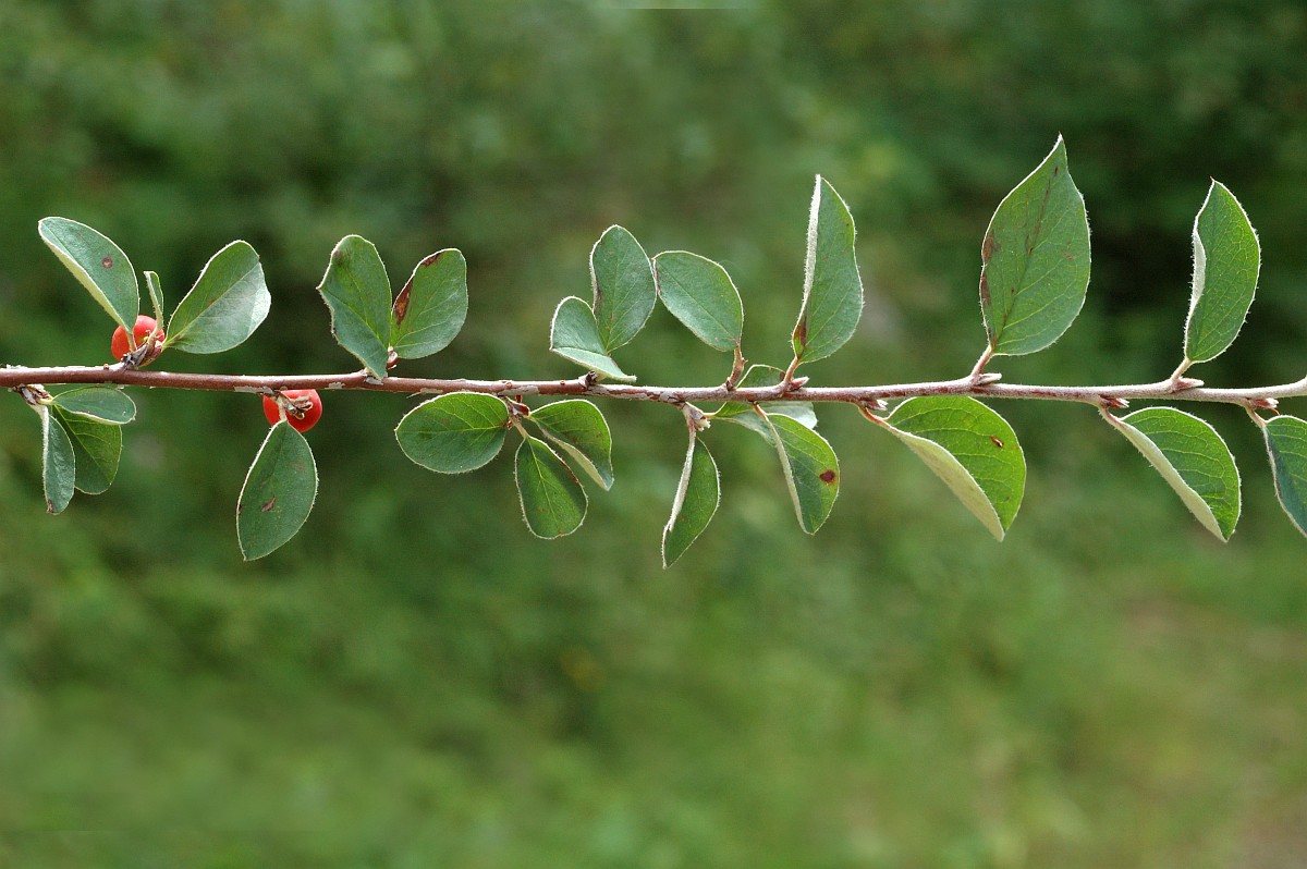 Cotoneaster integerrimus, Wild Cotoneaster